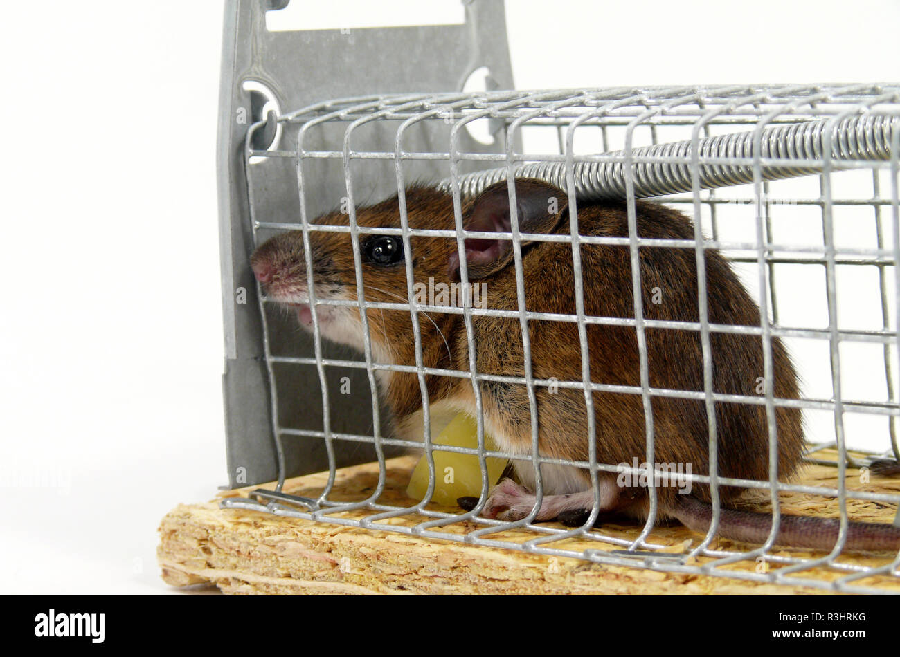 alive captured mouse Stock Photo - Alamy