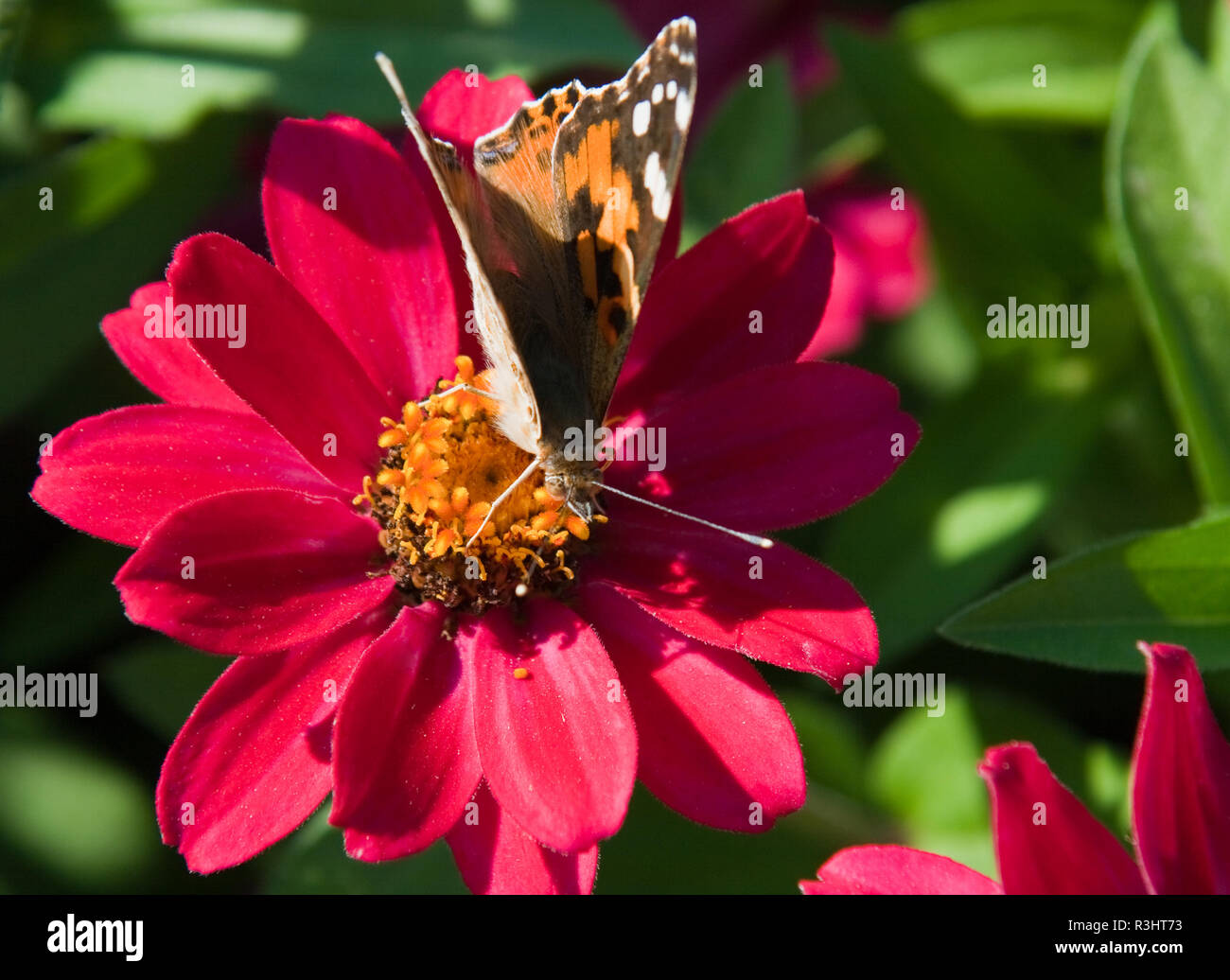 painted lady on red flower Stock Photo - Alamy