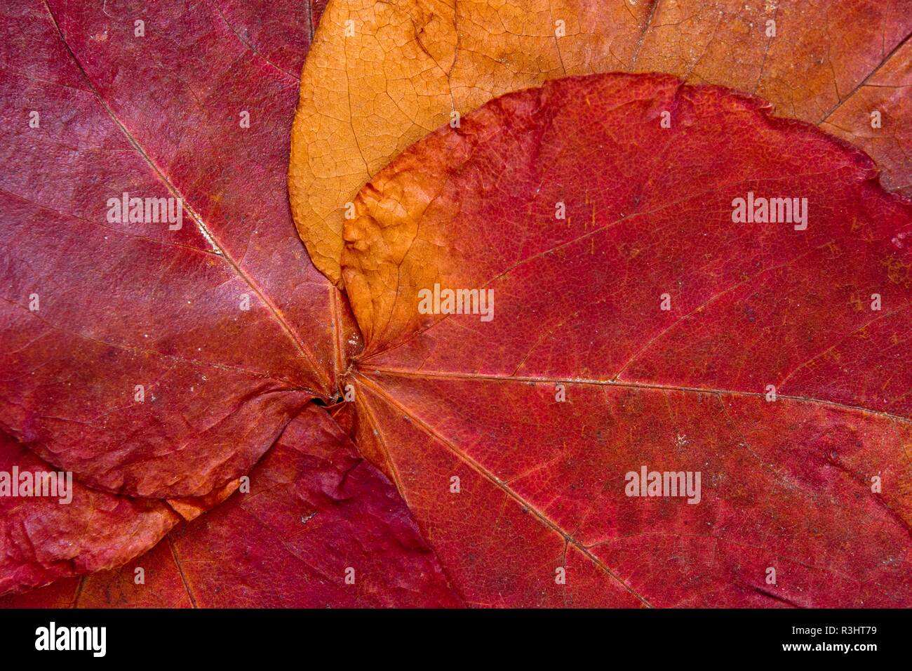 Leaf pigment structure hi-res stock photography and images - Alamy