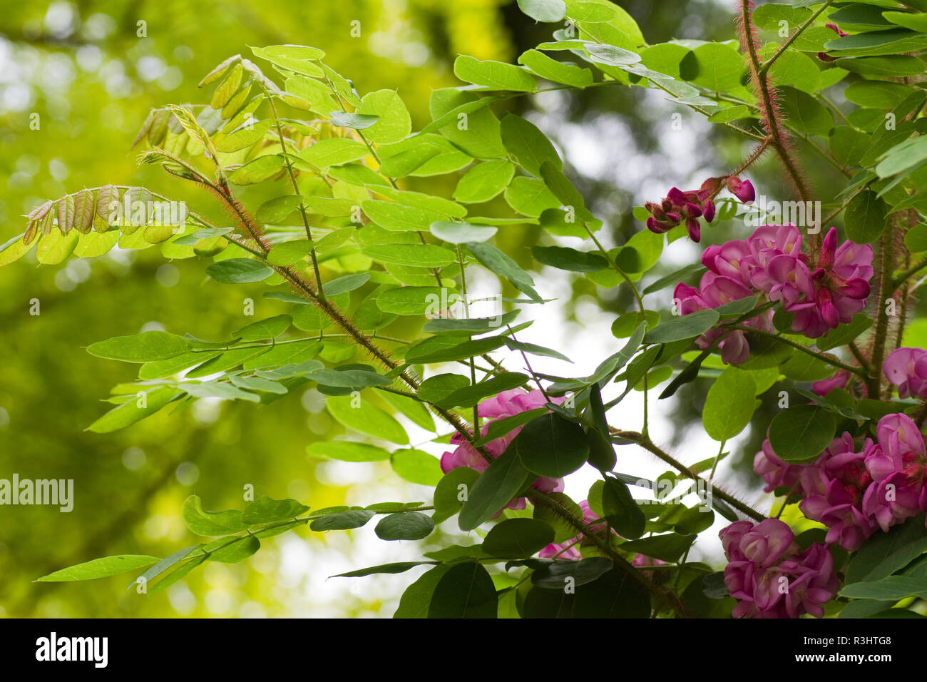 Rosenakazie hi-res stock photography and images - Alamy