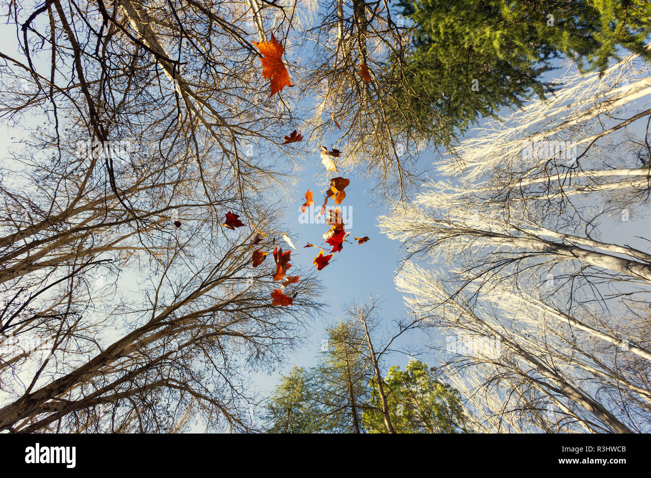 Falling leaves motion hi-res stock photography and images - Alamy