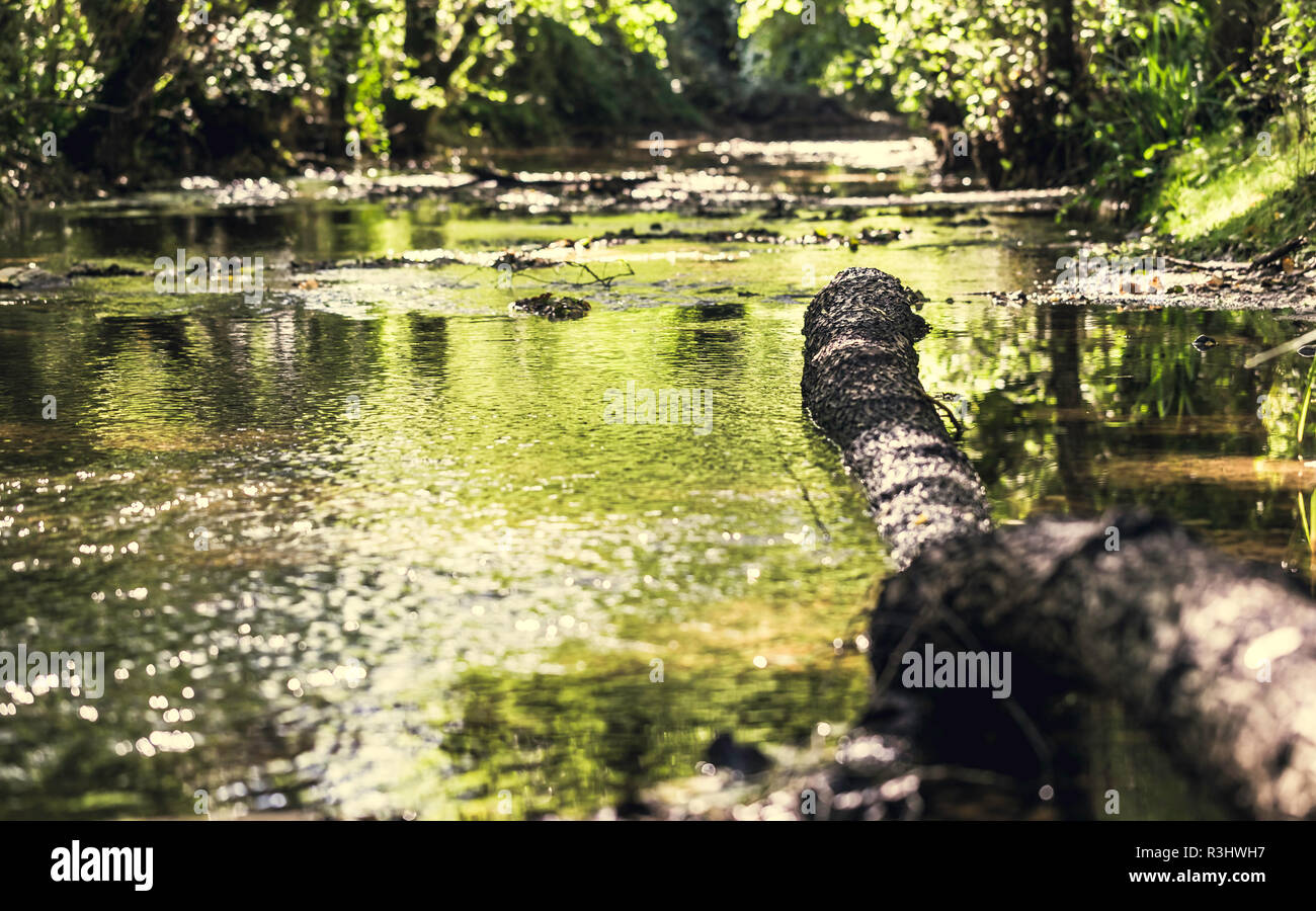 Trunk of fallen high dried tree without leaves and bark on the bank of ...