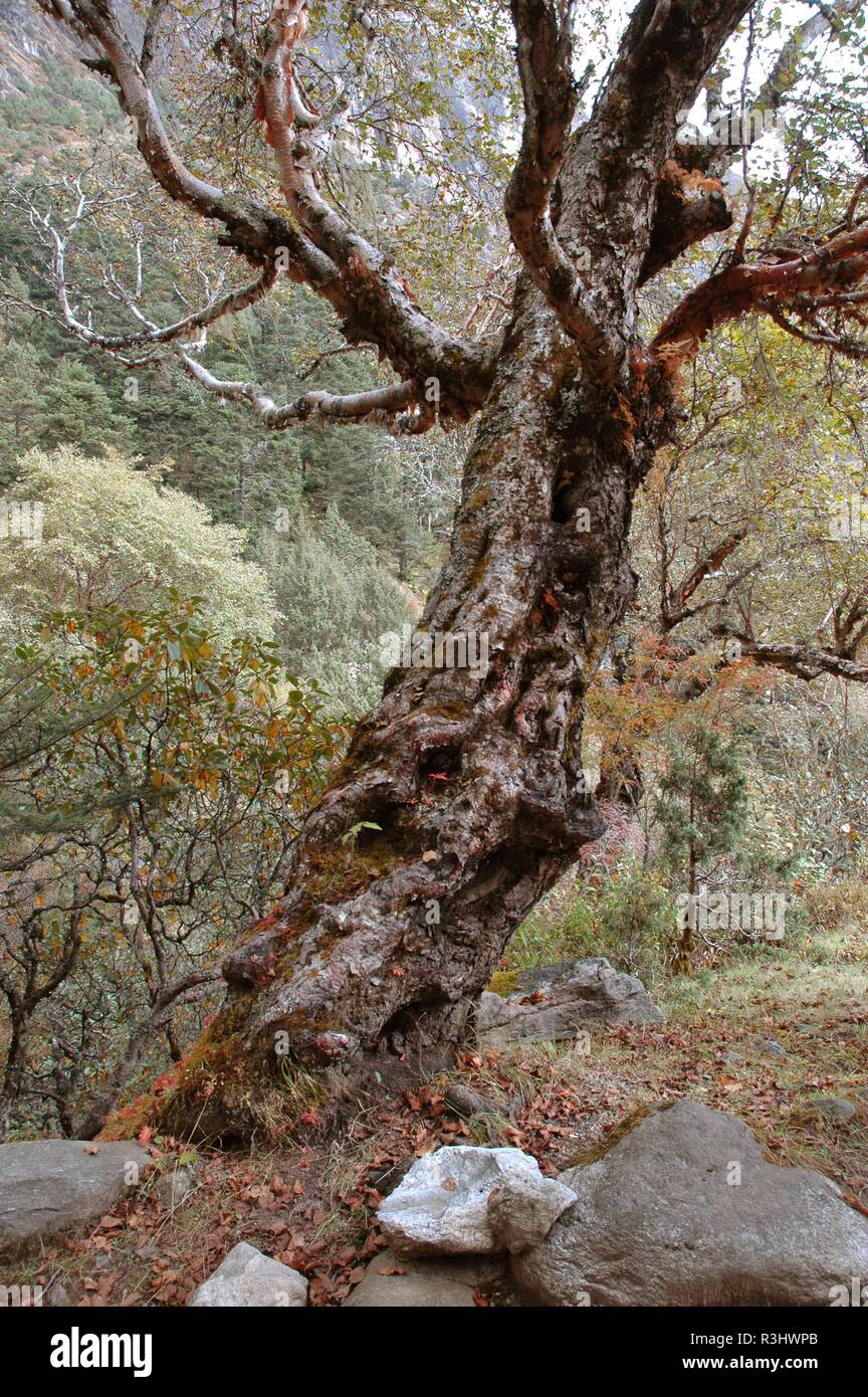 old trees in the forests of the himalayas,nepal Stock Photo - Alamy