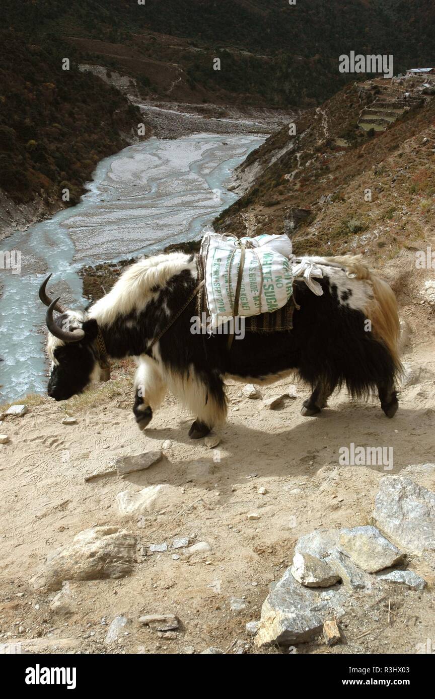 yaks - pack animals in nepal Stock Photo - Alamy