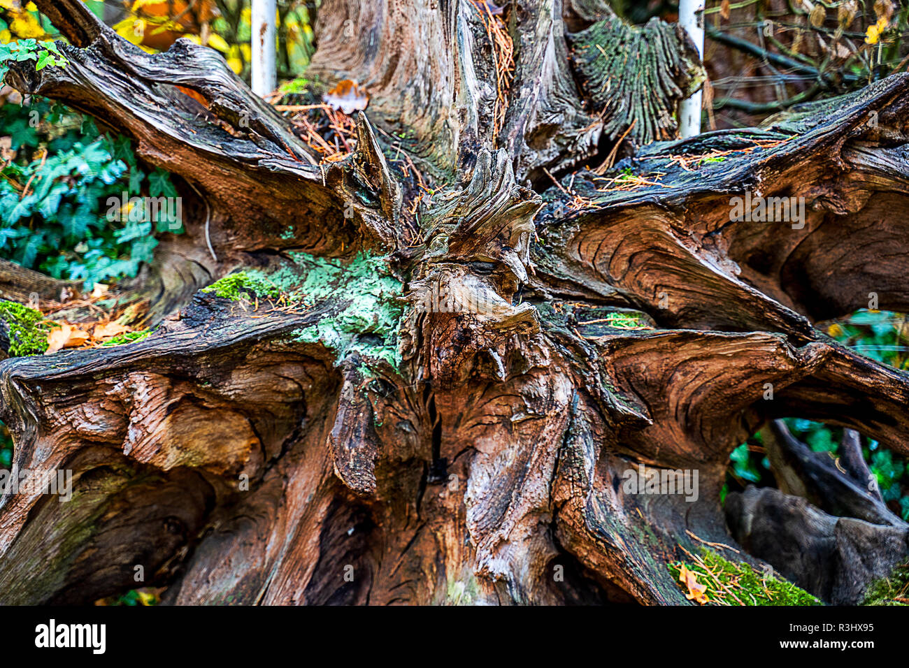 Old excavated sequoia root in the middle of the forest Stock Photo - Alamy