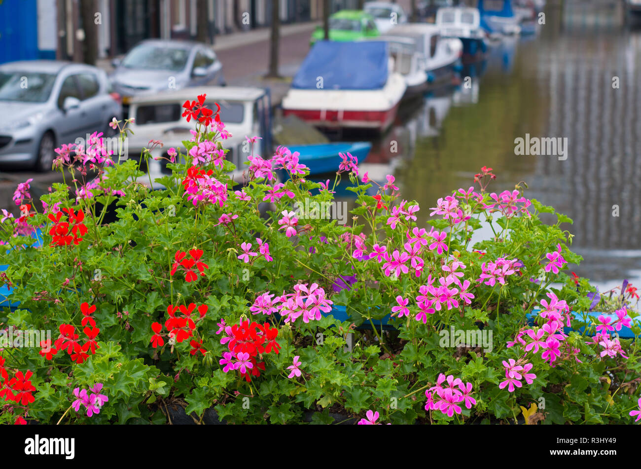 Bloom blossom flourish flourishing bridge hi-res stock photography and ...