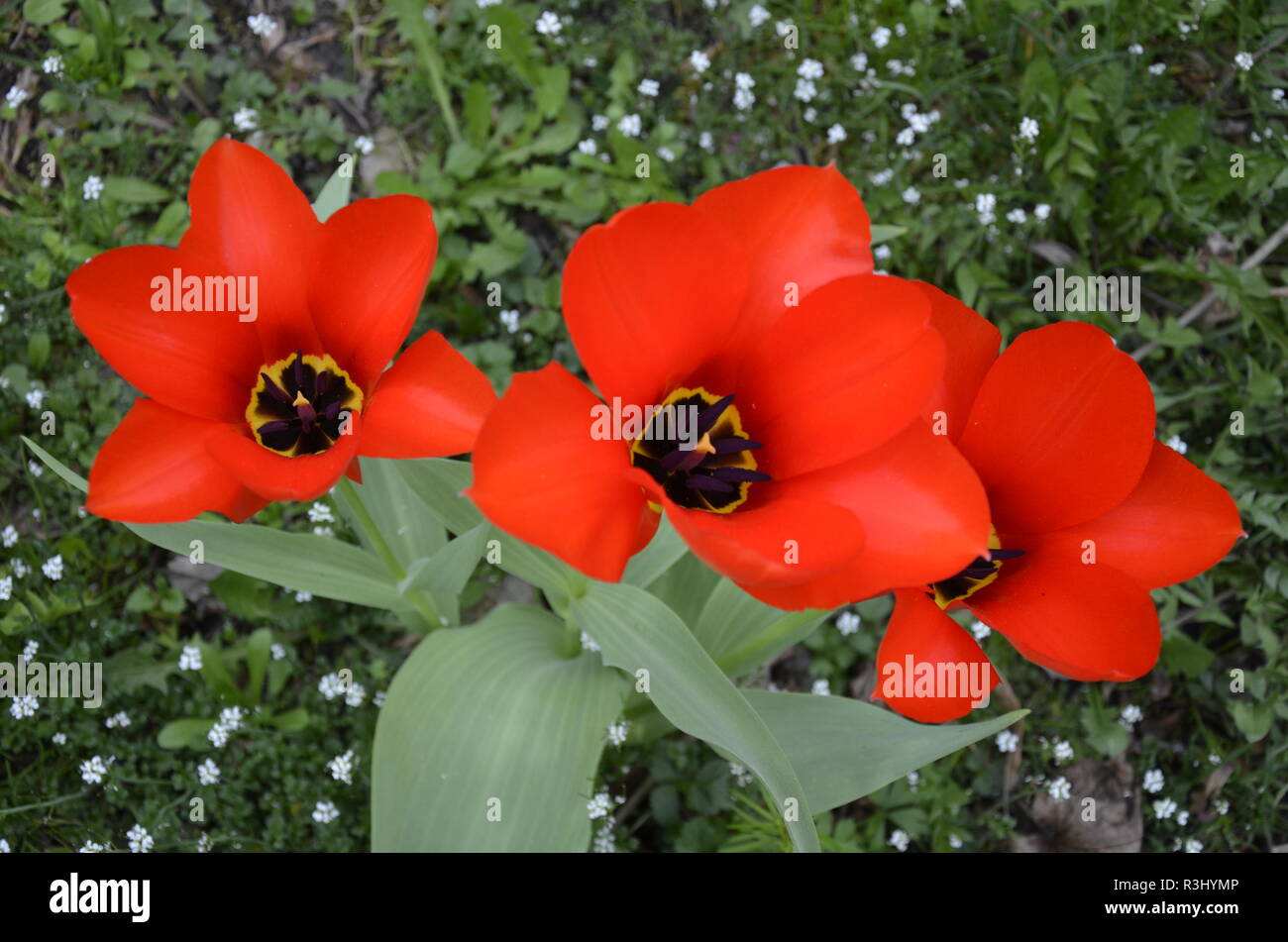 red spring flowers Stock Photo - Alamy