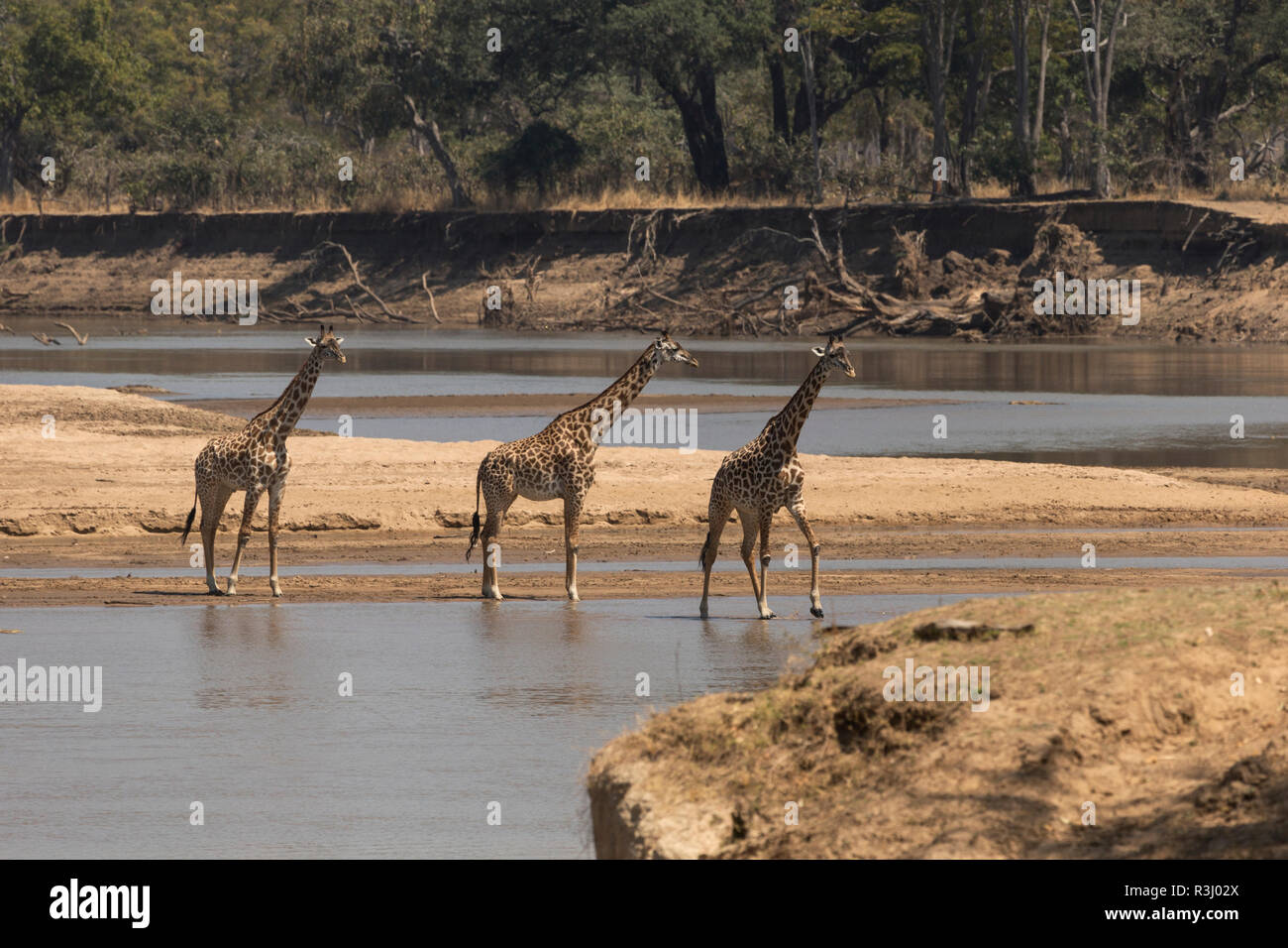 Thornicroft Giraffe Zambia High Resolution Stock Photography and Images ...