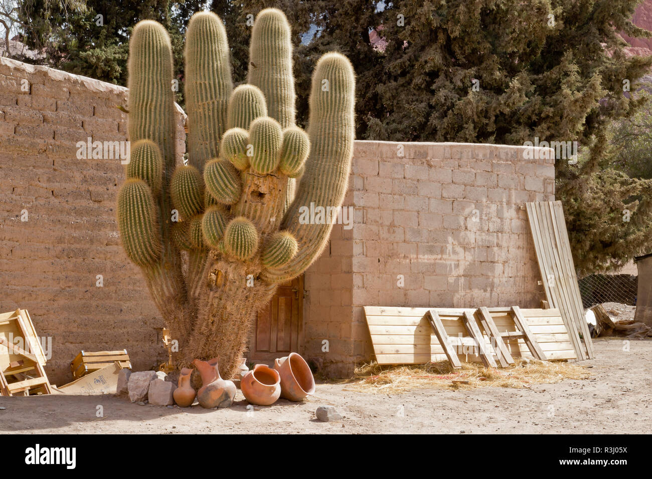 Big cactus hi-res stock photography and images - Alamy