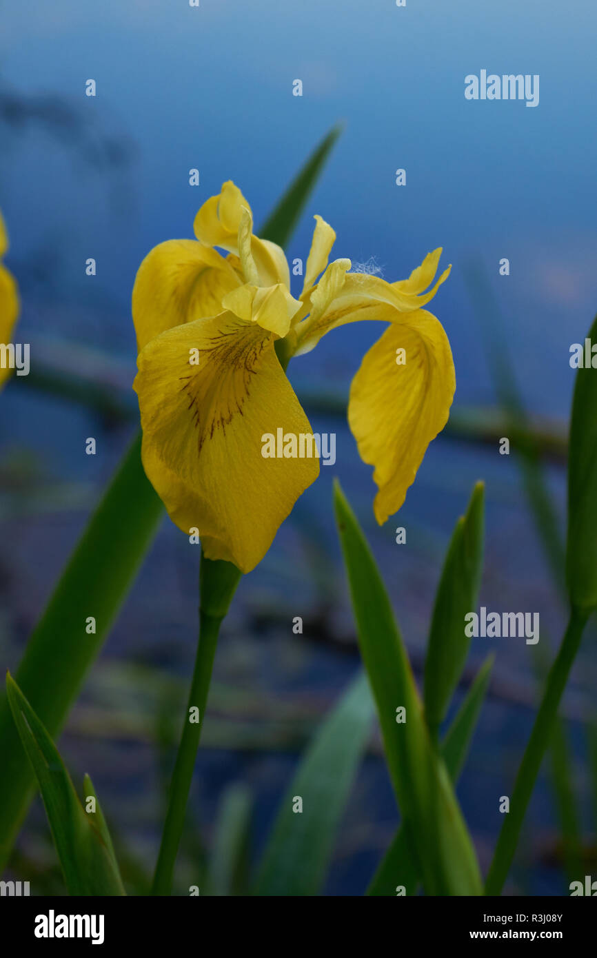 blossom portrait swamp sword lily Stock Photo - Alamy