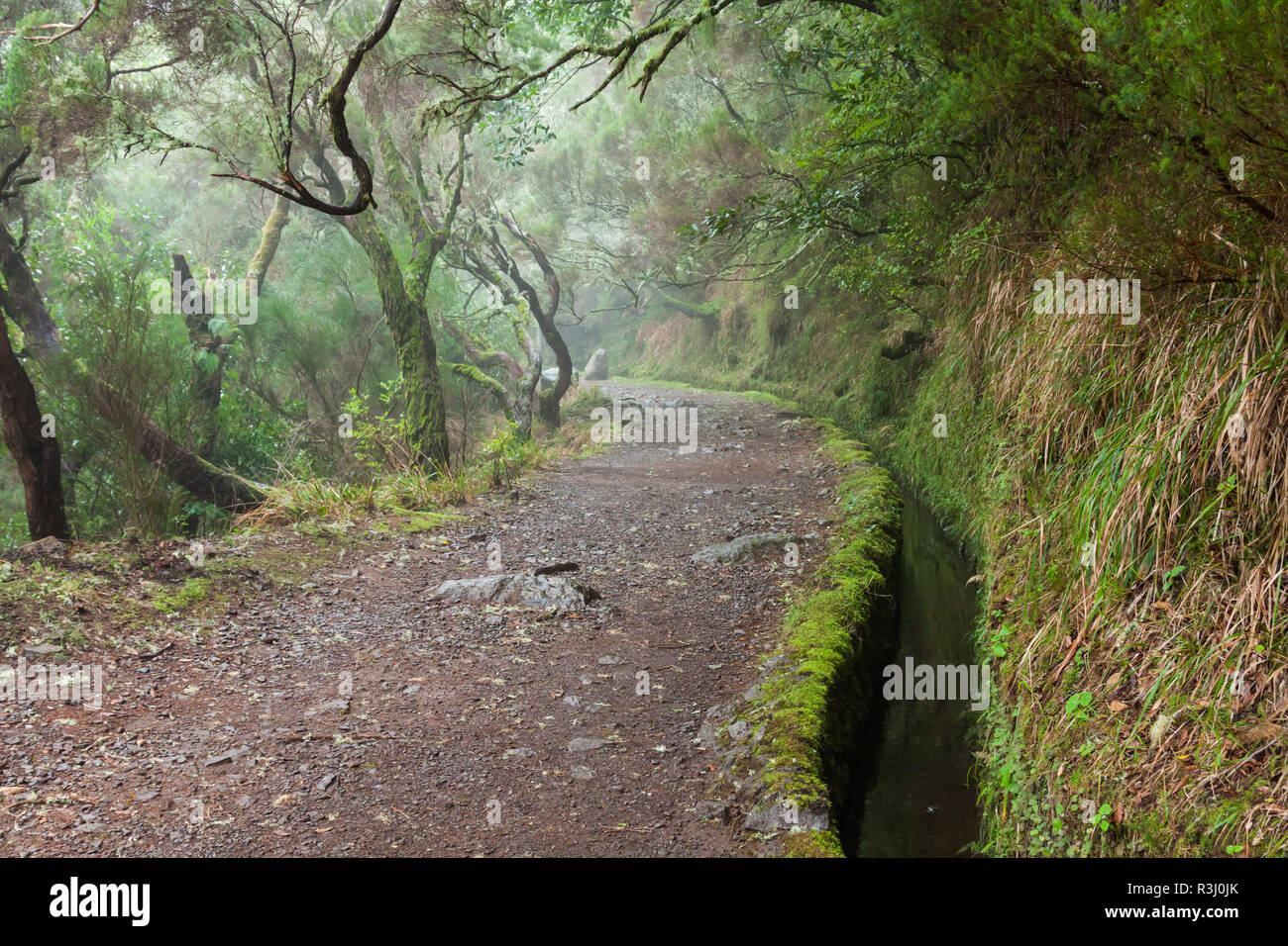 laurel forest on madeira Stock Photo - Alamy