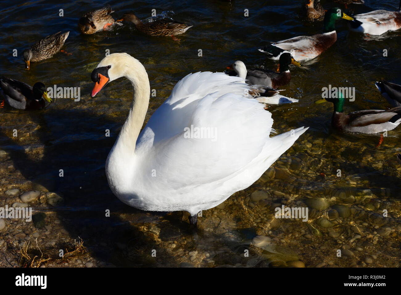 Tribus swans hi-res stock photography and images - Alamy