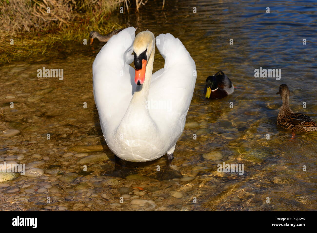 Tribus swans hi-res stock photography and images - Alamy