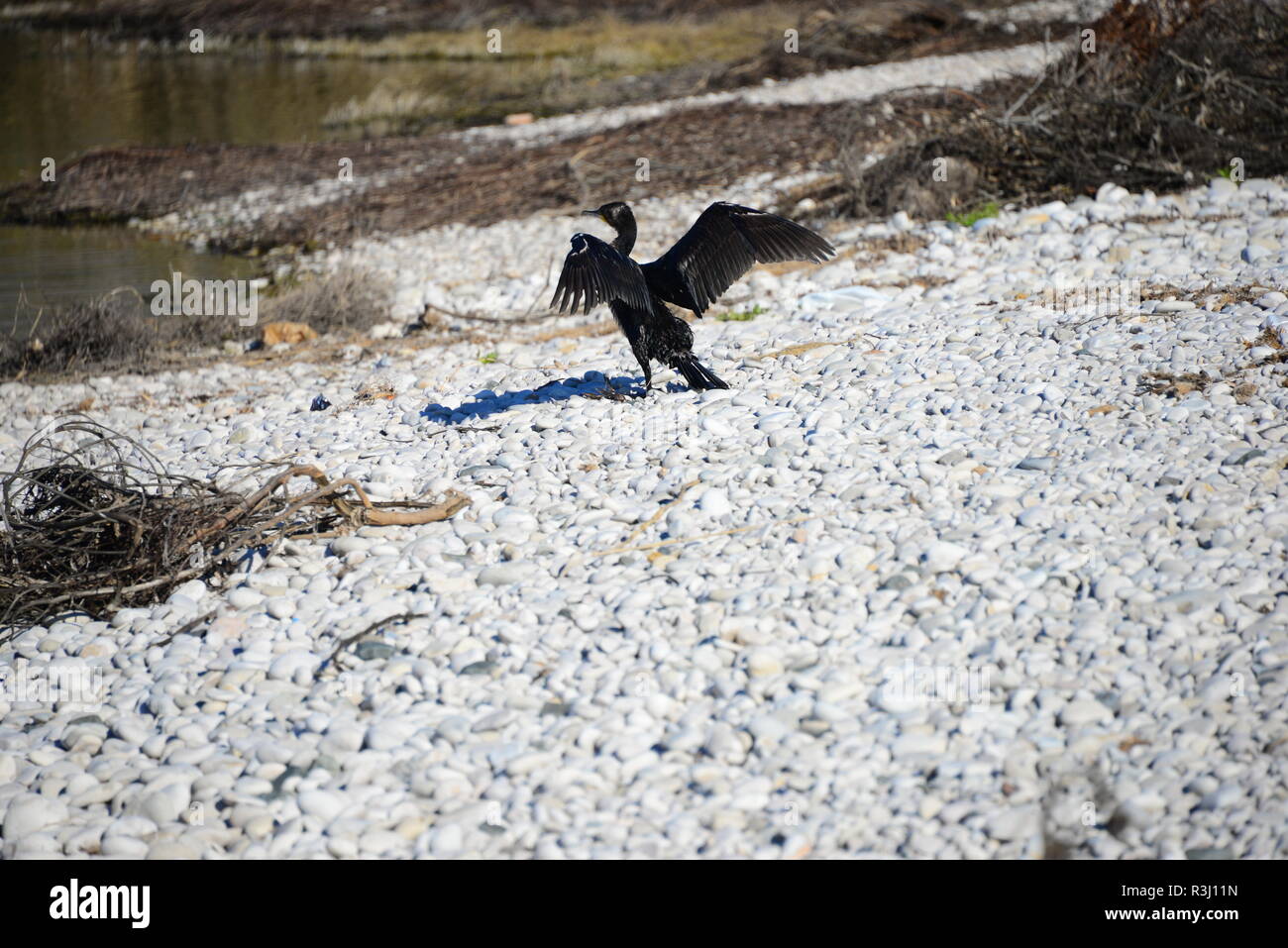 cormorants the mediterranean - spain Stock Photo - Alamy