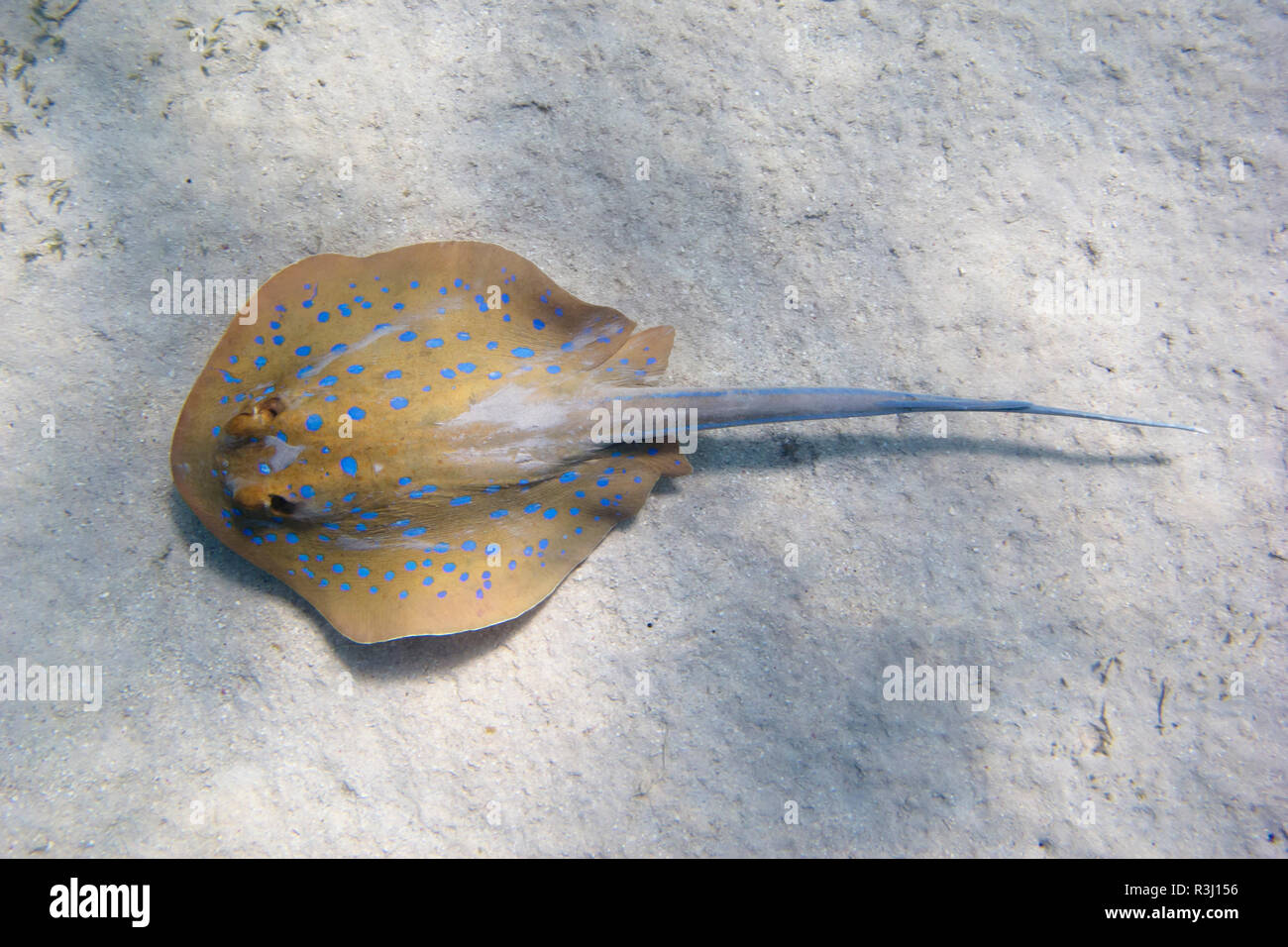 bluespotted ribbontail ray - blaupunktrochen Stock Photo - Alamy