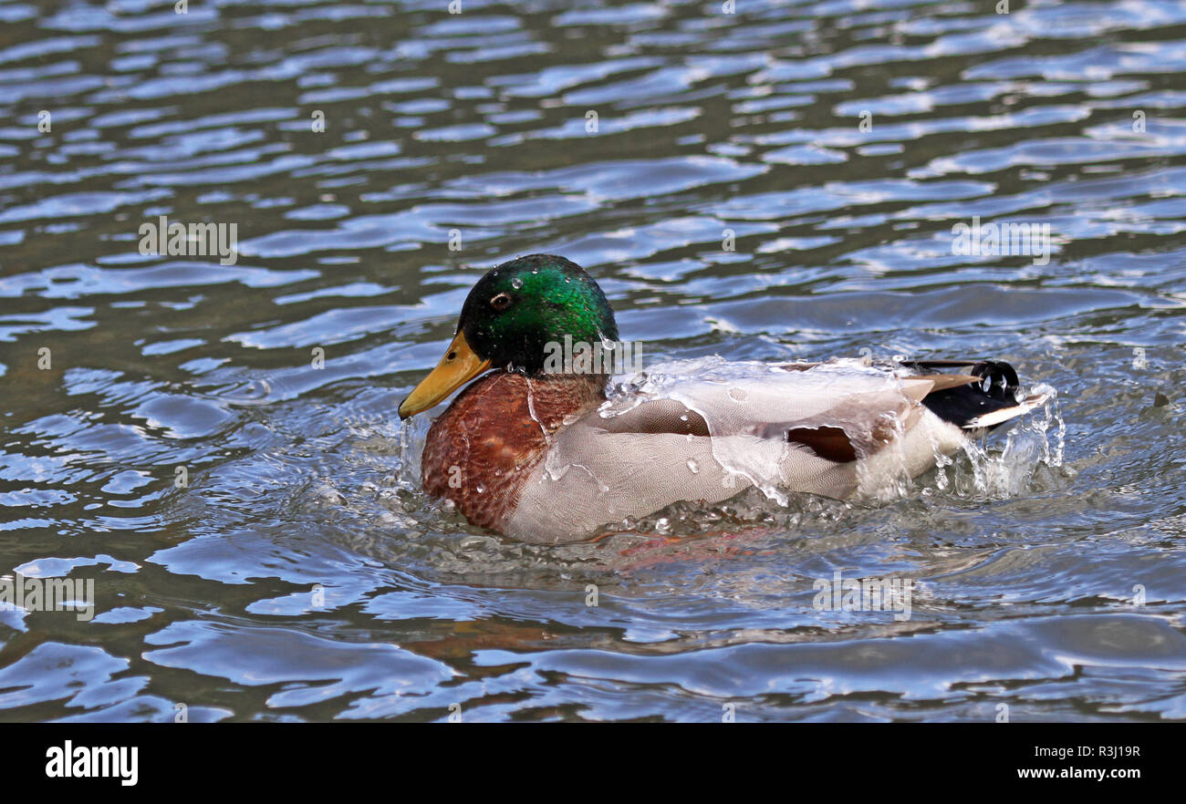 Funny mallards hi-res stock photography and images - Alamy