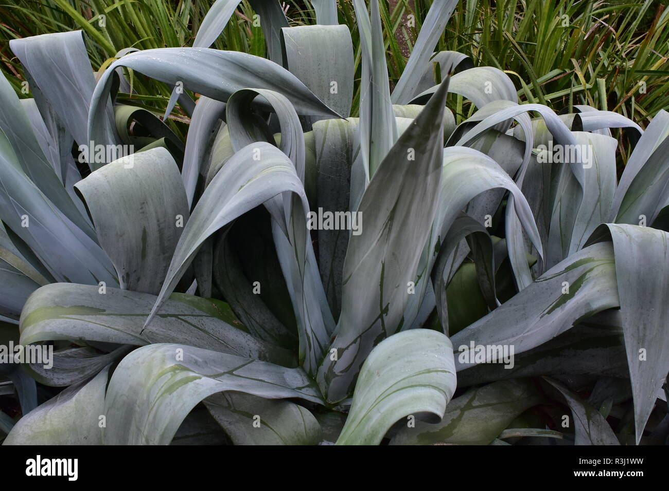 Large gray succulent plant with wide blade shaped leathery leaves Stock ...