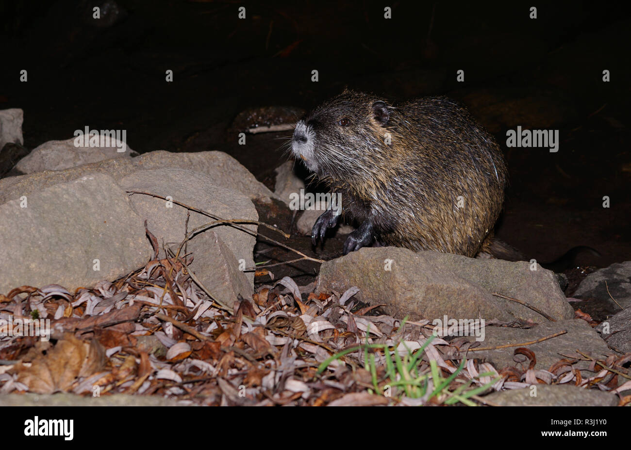 Wet rodent hi-res stock photography and images - Alamy