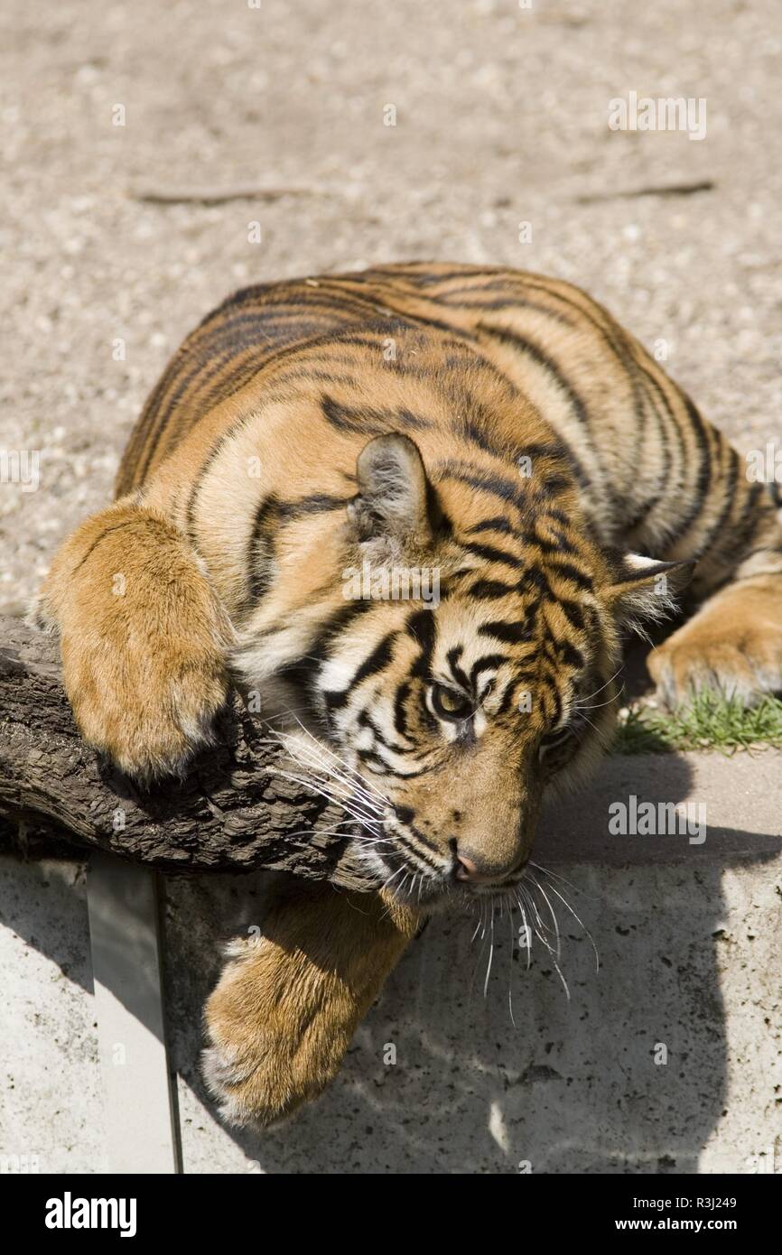 Enormous tiger teeth hi-res stock photography and images - Alamy