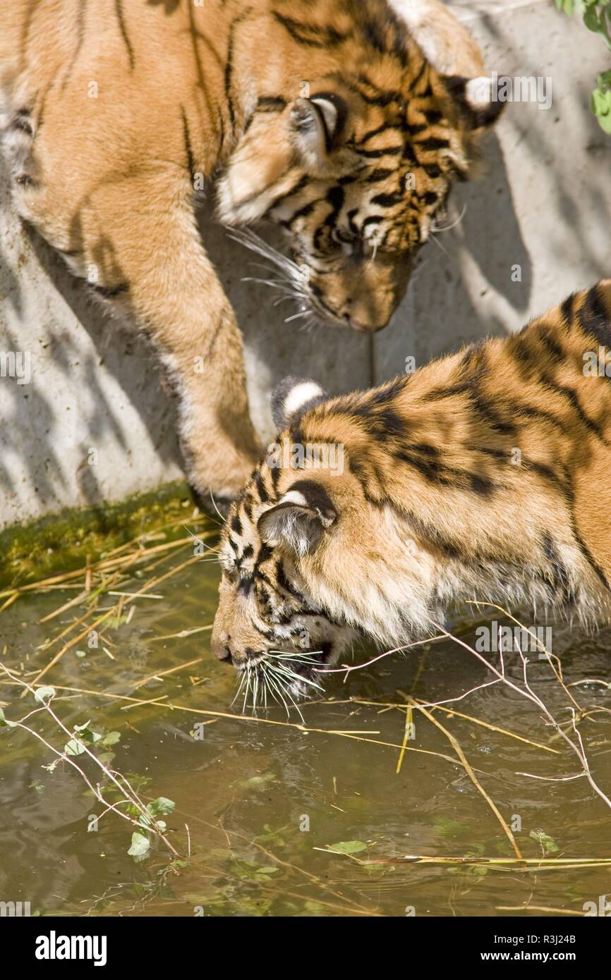 Tiger chase prey hi-res stock photography and images - Alamy