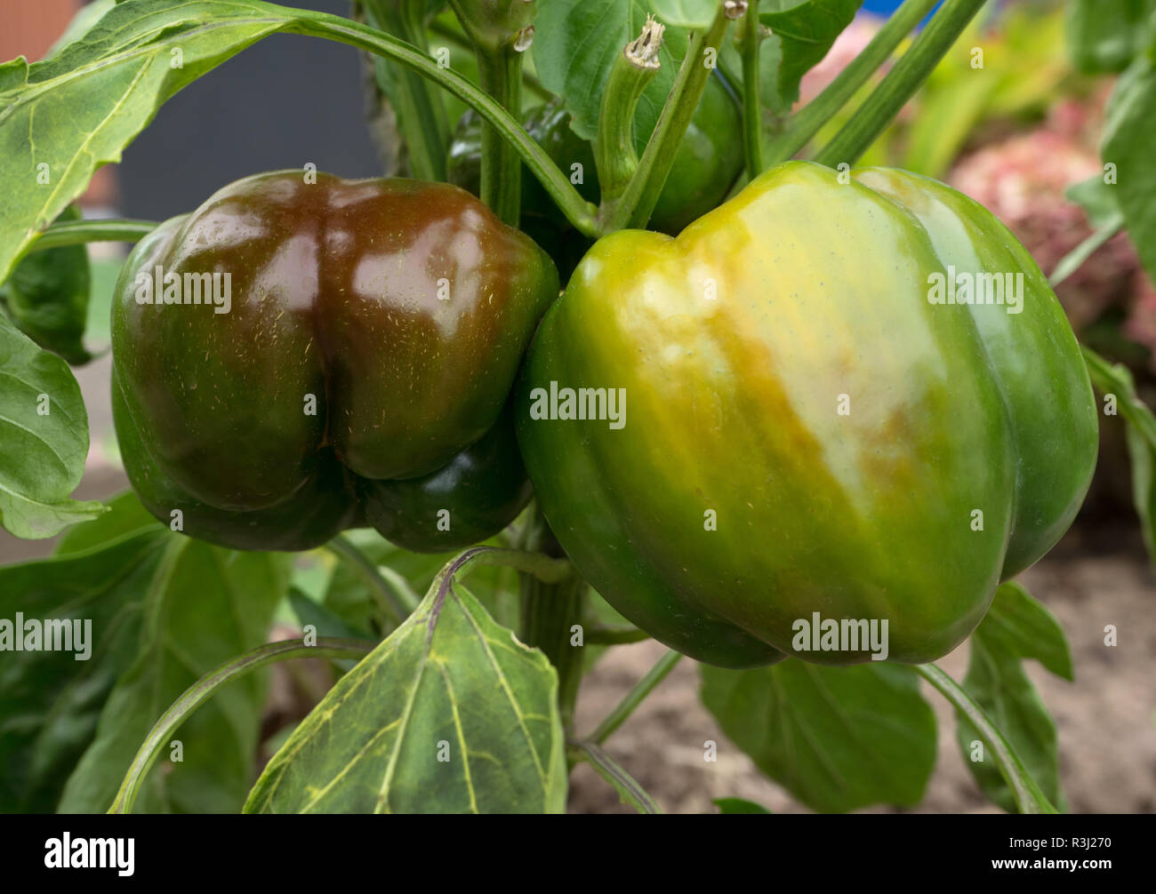 Paprikapflanze hi-res stock photography and images - Alamy