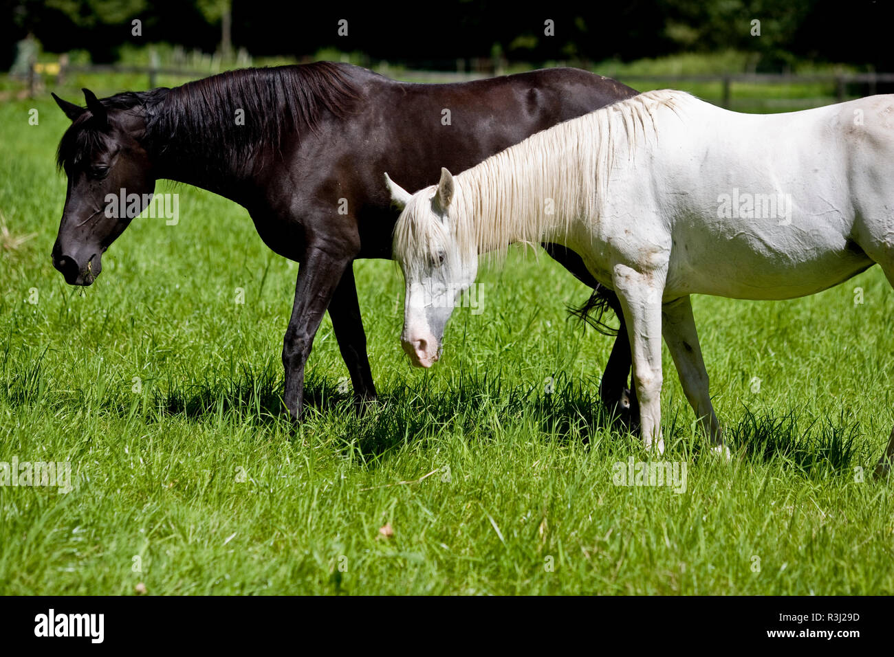 Black horse in forest glade hi-res stock photography and images - Alamy