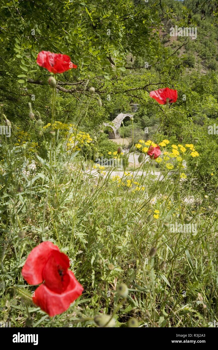 Greek poppy hi-res stock photography and images - Alamy