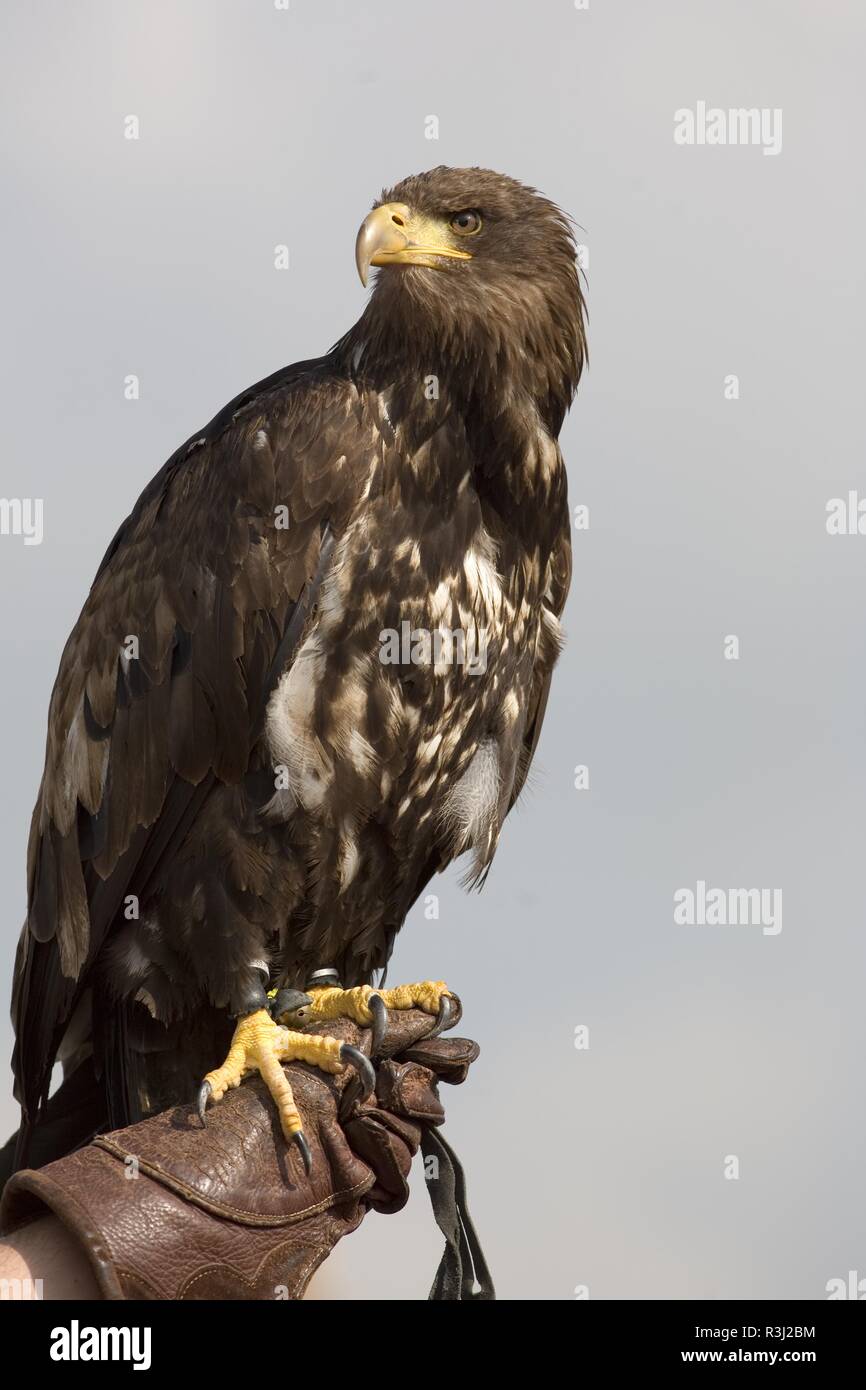 Eagle beaks hi-res stock photography and images - Alamy
