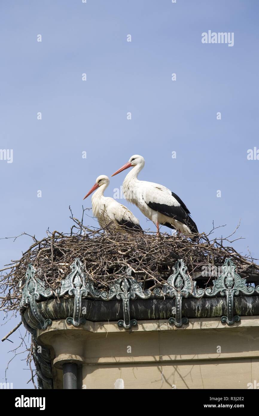 Black stork babies hi-res stock photography and images - Alamy