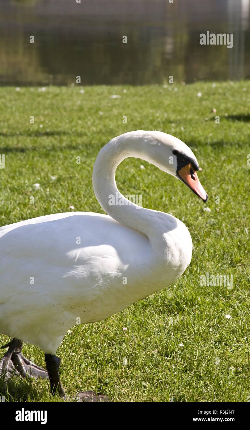 Swan danger hi-res stock photography and images - Alamy