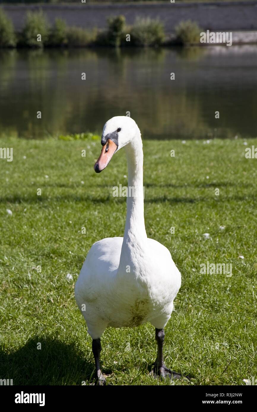 Swan flu hi-res stock photography and images - Alamy