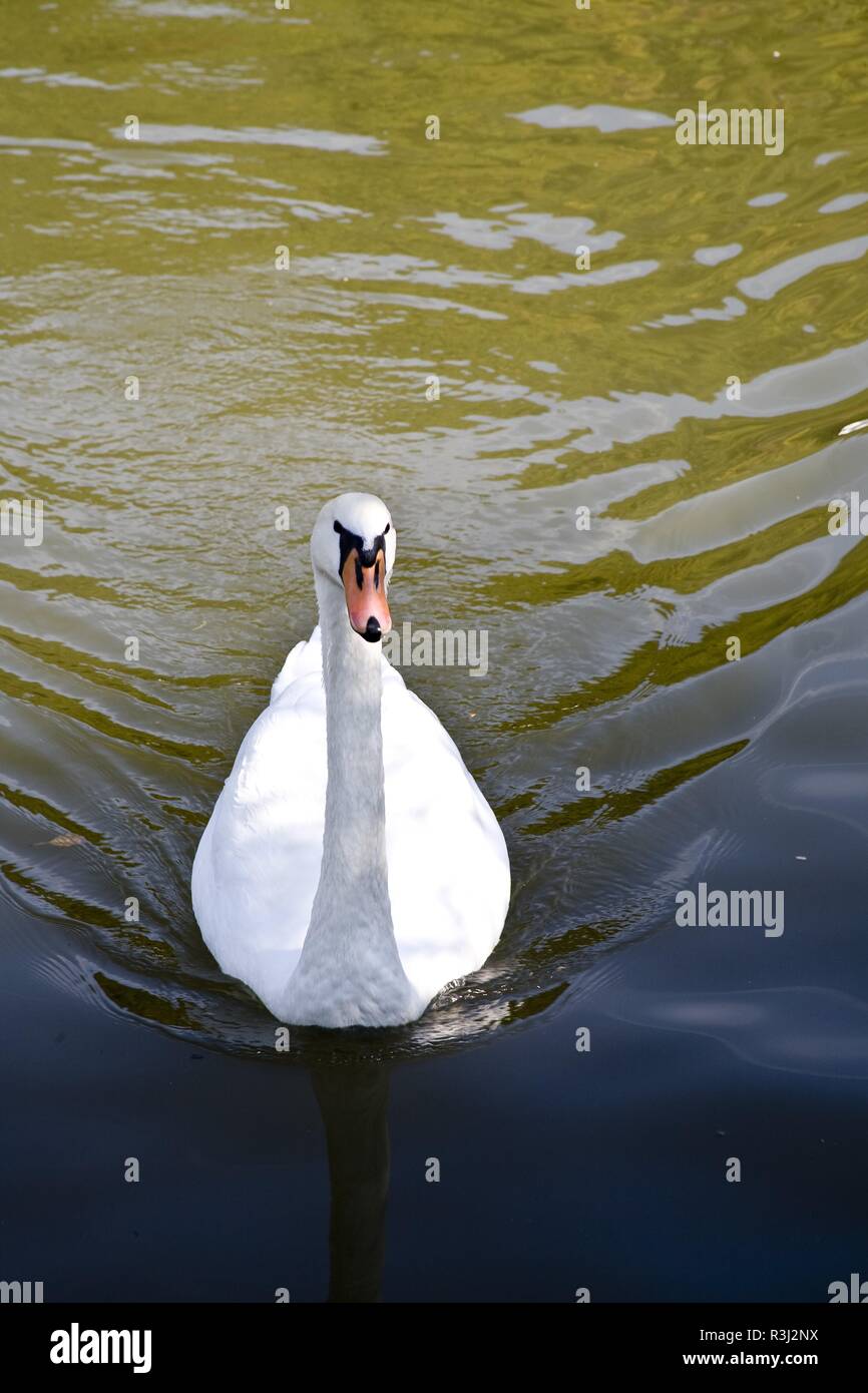 Swan flu hi-res stock photography and images - Alamy