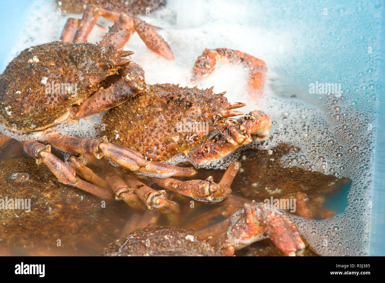 Shell crab waste hi-res stock photography and images - Alamy