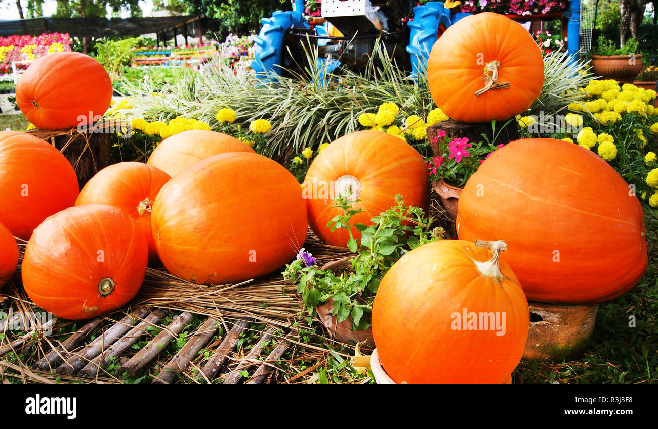 orange pumpkins patch garden / the big ripe pumpkins decorate in the ...
