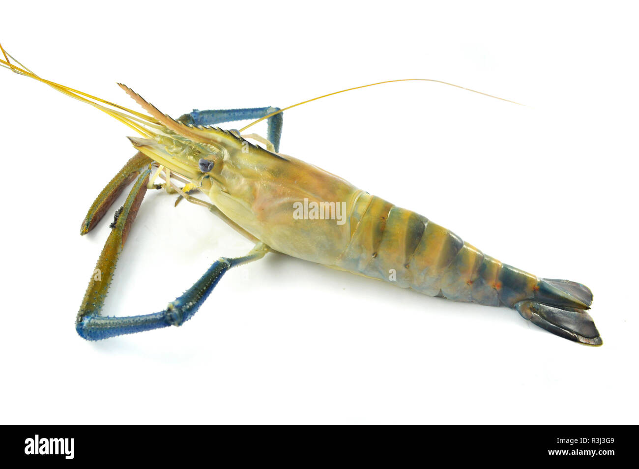 fresh shrimp isolated / raw shrimp on white background - the big blue ...