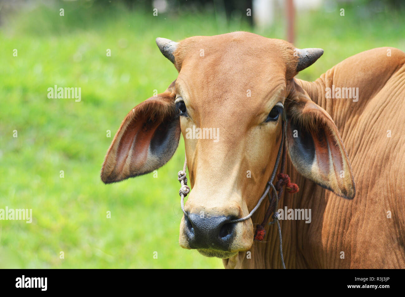 Cow Asia / the face of red cow brown in the farm agriculture thailand ...