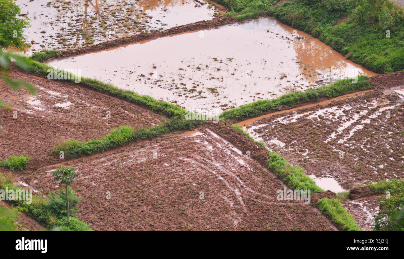 plowed field / top view agricultural area plow soil for plant rice ...