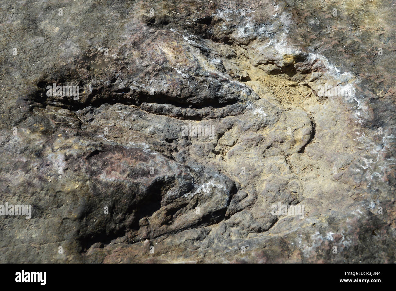 dinosaur footprint / real of ancient dinosaur footprint in mud become a ...