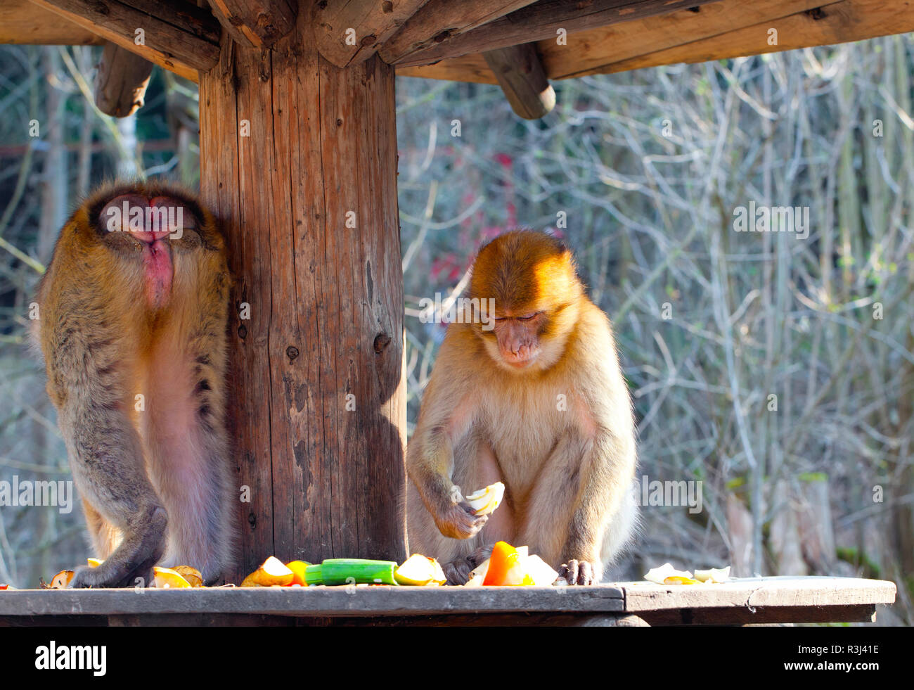 Macaque eating fruits hi-res stock photography and images - Alamy