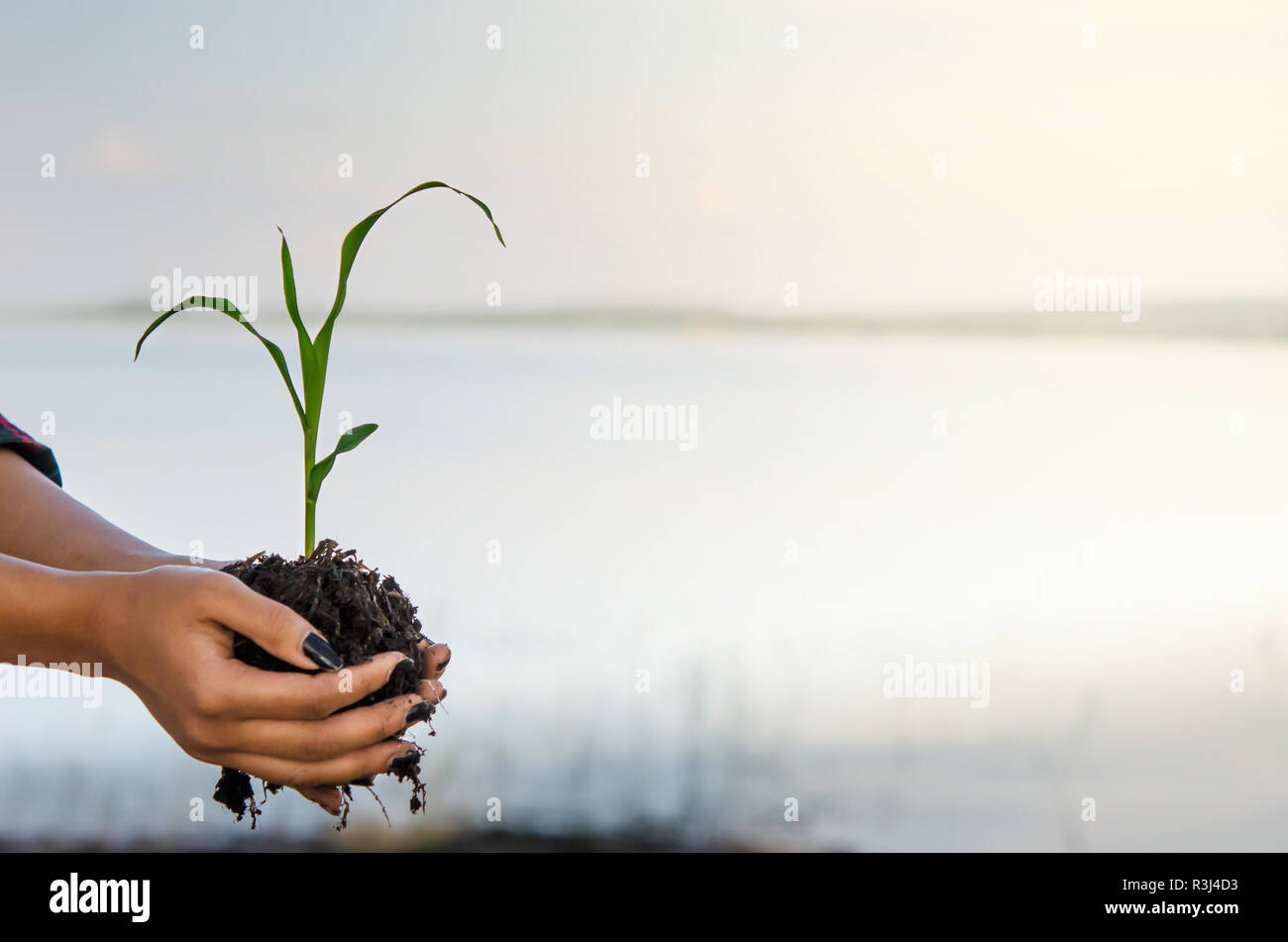 Human hands helping holding protection young plant , concept save the ...