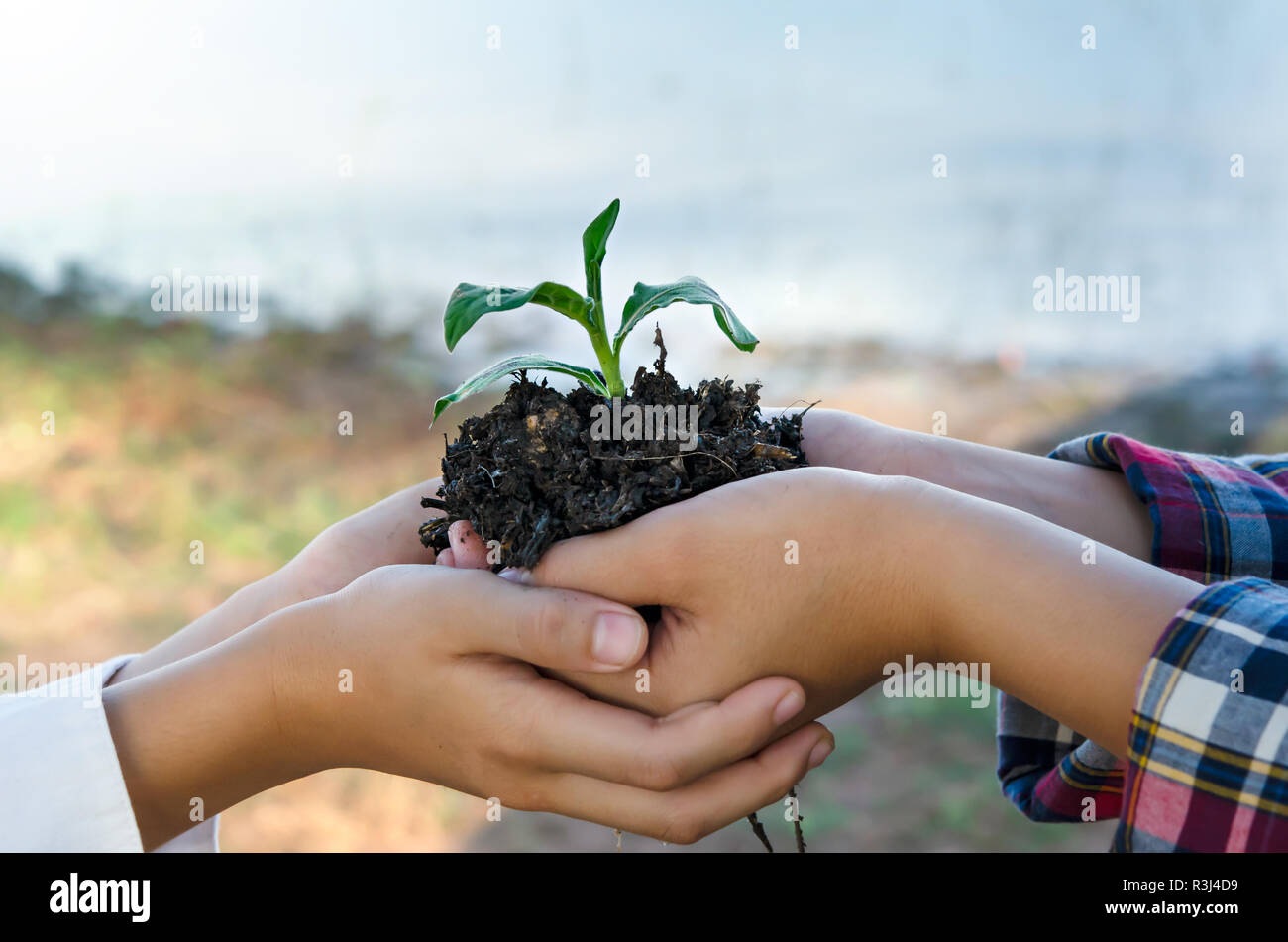 Human hands helping holding protection young plant , concept save the ...