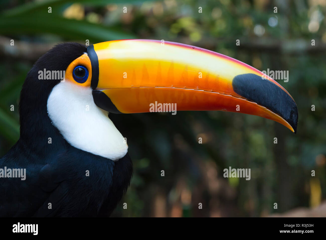 Toco Toucan (Ramphastos toco), portrait, Pantanal, Mato Grosso, Brazil ...
