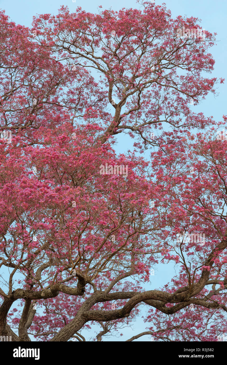Pink Ipe tree (Tabebuia ipe) during the flowering season, Pantanal ...