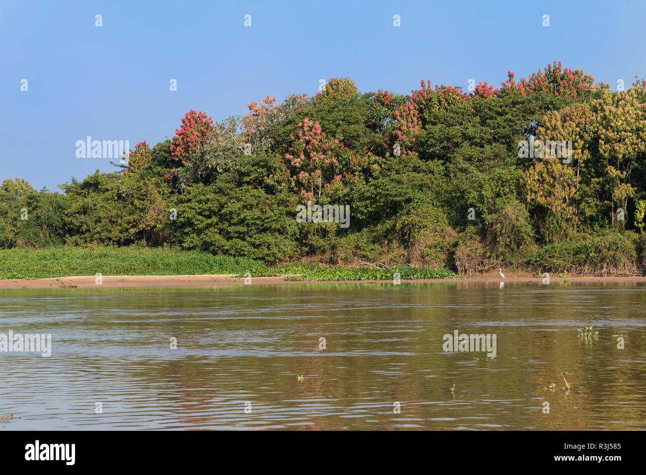 Cuiaba River with flowering Pink Ipe trees (Tabebuia ipe) at the shore ...