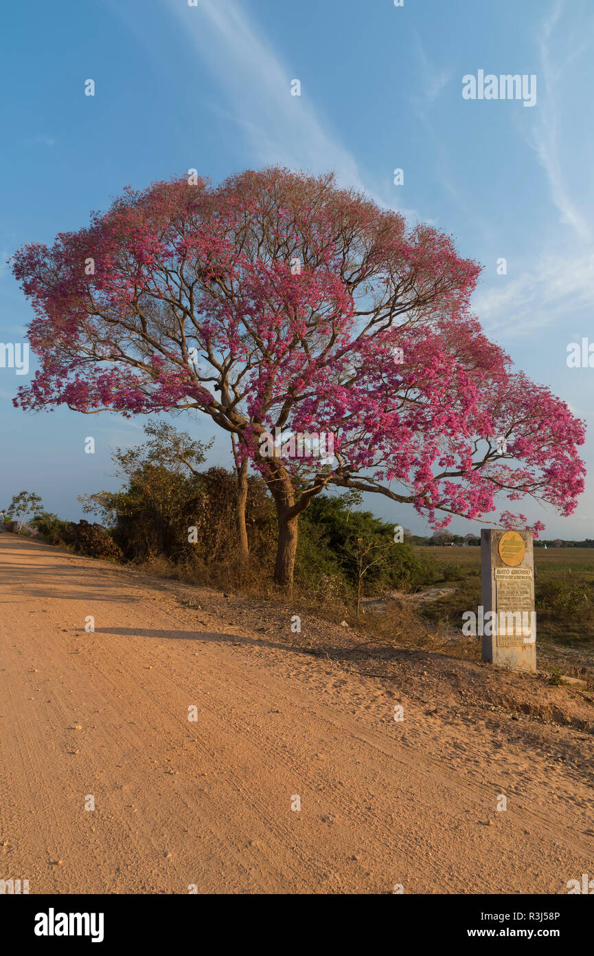 Pink Ipe tree (Tabebuia ipe) during the flowering season along the ...