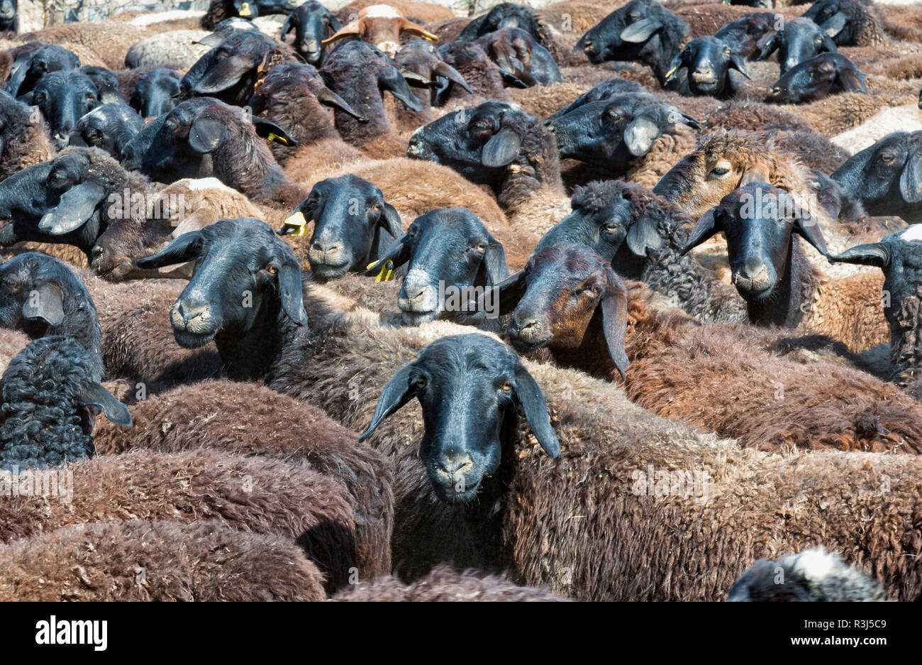 Sheep corral hi-res stock photography and images - Alamy