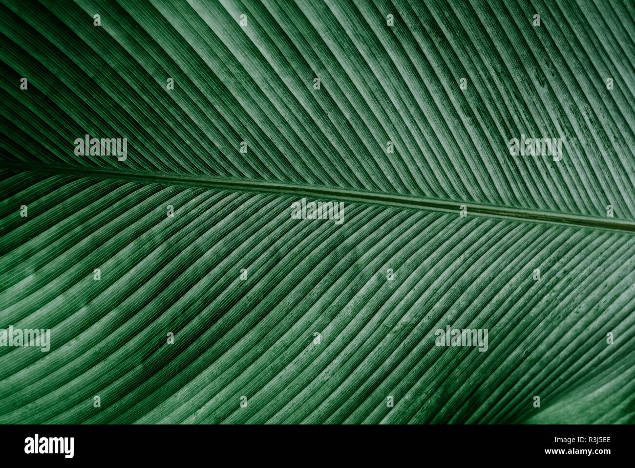 Texture of green leaf in nature. Abstract background of line pattern ...