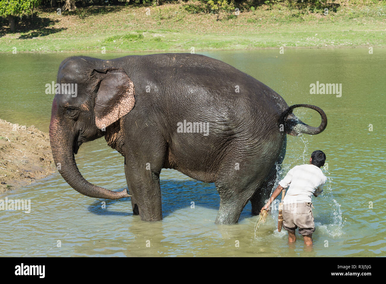 Indian elephant mahout hi-res stock photography and images - Alamy