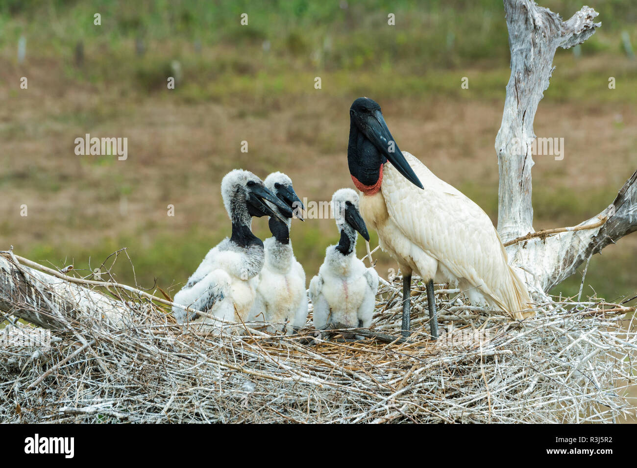 Jabiru (Jabiru mycteria) in the nest with chicks, Pantanal, Mato Grosso ...