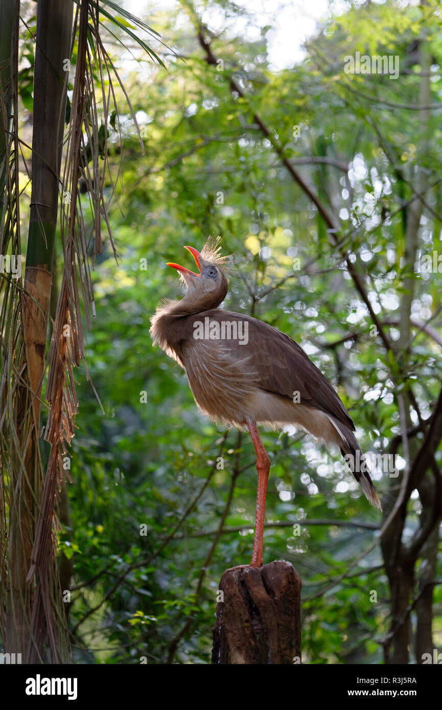 Red-legged Seriema (Cariama cristata) perched on a branch, calling ...